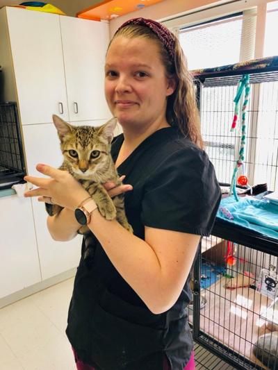 $10 cat adoption special underway at Suncoast Humane Society | Features ...