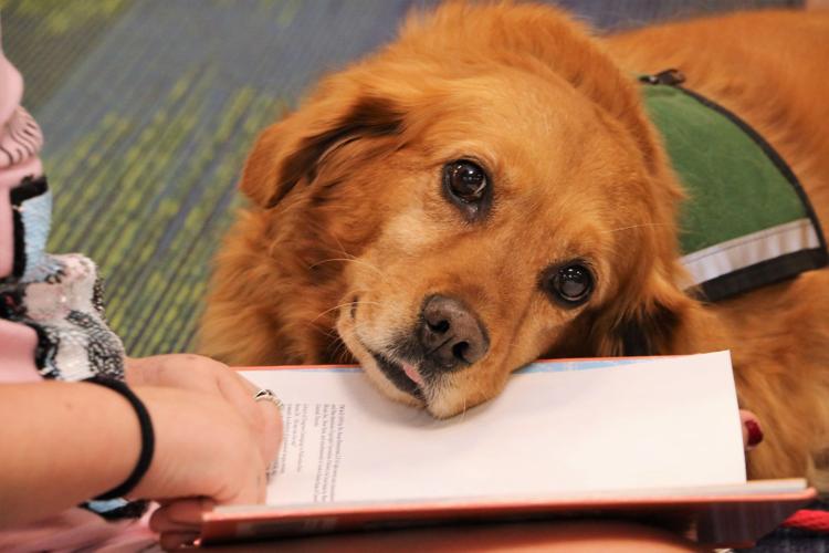 Dogs read to children as part of reading program | The Daily Sun ...