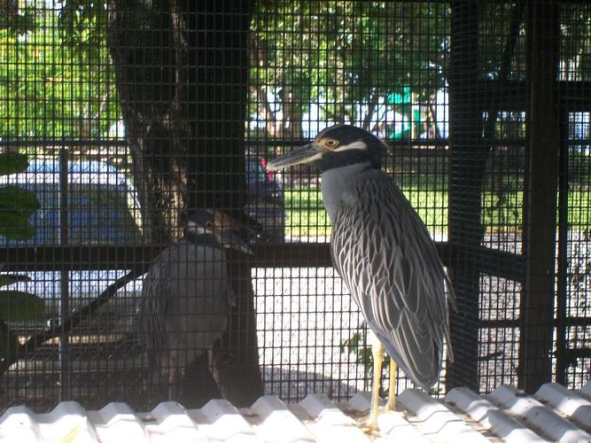 Peace River Wildlife Center is not your typical tourist attraction | Go ...
