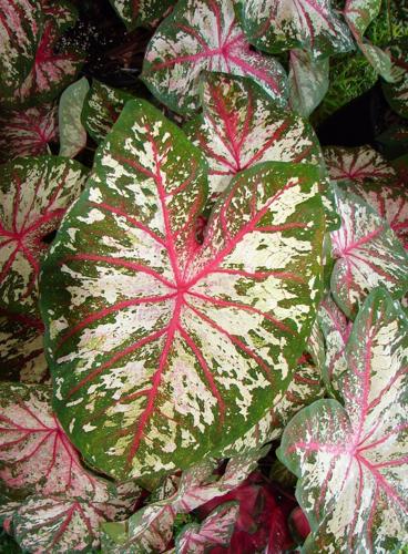 Lake Placid Garden Club calls for entries in annual Caladium Festival ...