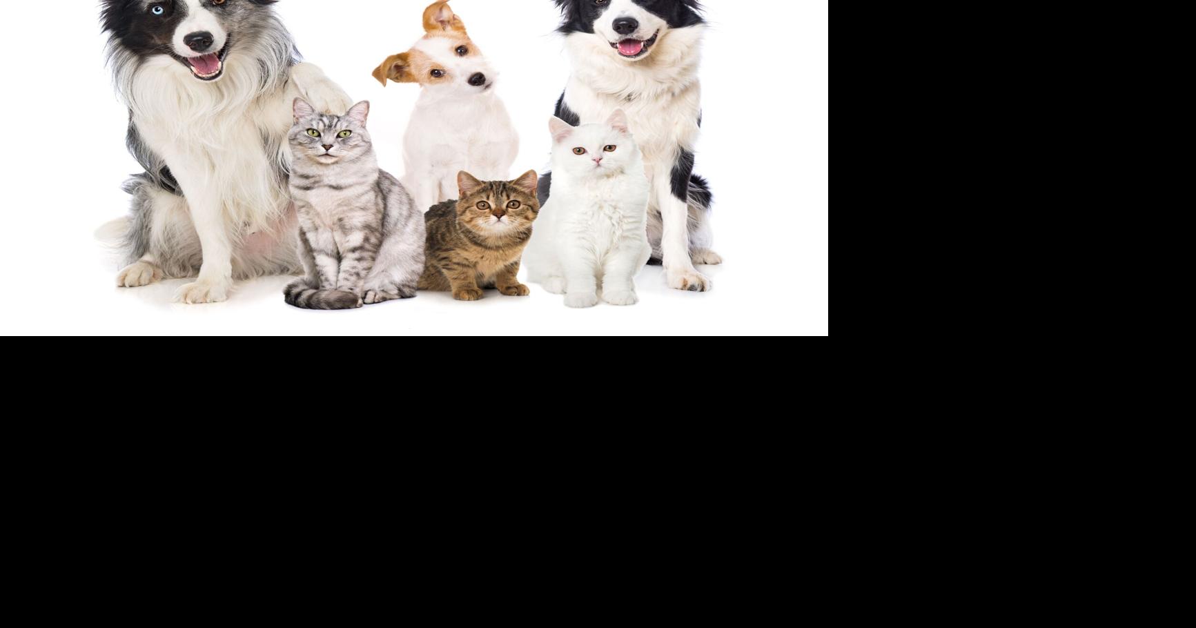 Animal Welfare League of Charlotte County celebrates 60th Anniversary ...