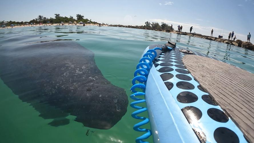 Manatees visit North Jetty, delight swimmers | News | yoursun.com