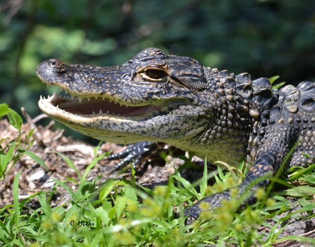 ‘My gator is cuter than yours’ | News Archives | yoursun.com