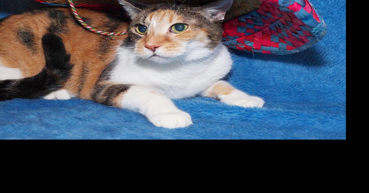 AWL Pet of the Week | News Archives | yoursun.com