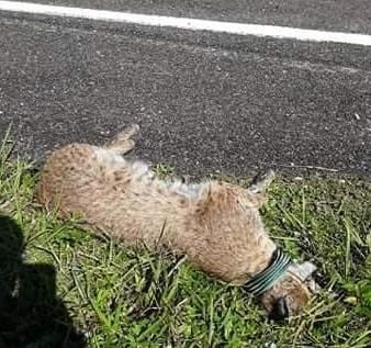 Bobcat mystery deepens: More dead bobcats found with plastic around ...