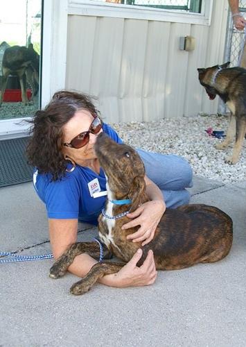 Englewood shelter takes in animals rescued from Louisiana flood | News ...