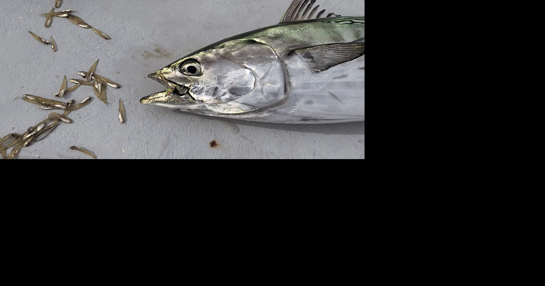 What do fish eat? | Waterline | yoursun.com