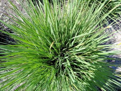 COLUMN: Fakahatchee’s little cousin | Port Charlotte News | yoursun.com