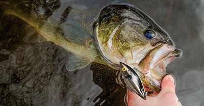 Shad spawn drives bass crazy | Waterline | yoursun.com