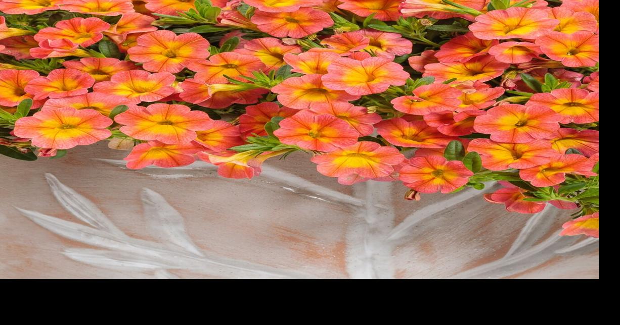 Superbells coral sun adds warmth to garden with flaming color | Daily ...