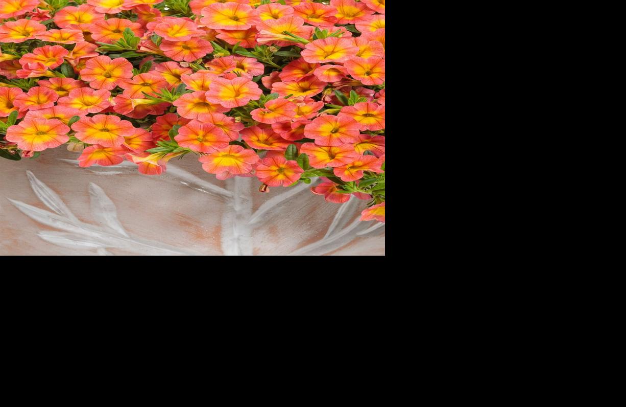 Superbells coral sun adds warmth to garden with flaming color | Daily ...