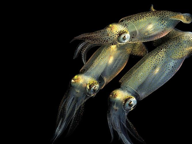 When to use squid | Waterline | yoursun.com