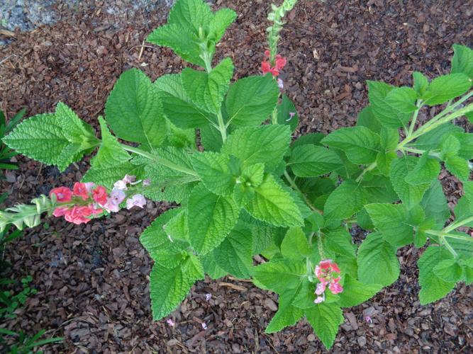 Pink is the new blue … for porterweed | News Archives | yoursun.com