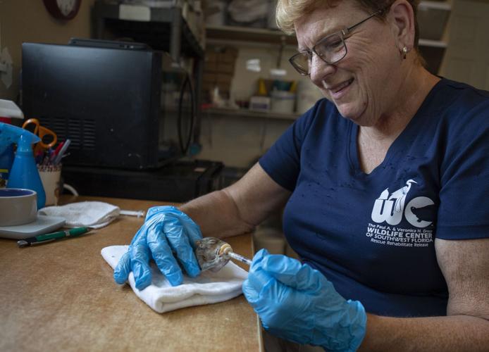 Wildlife Center celebrates 20 years of rehabilitation | News | yoursun.com
