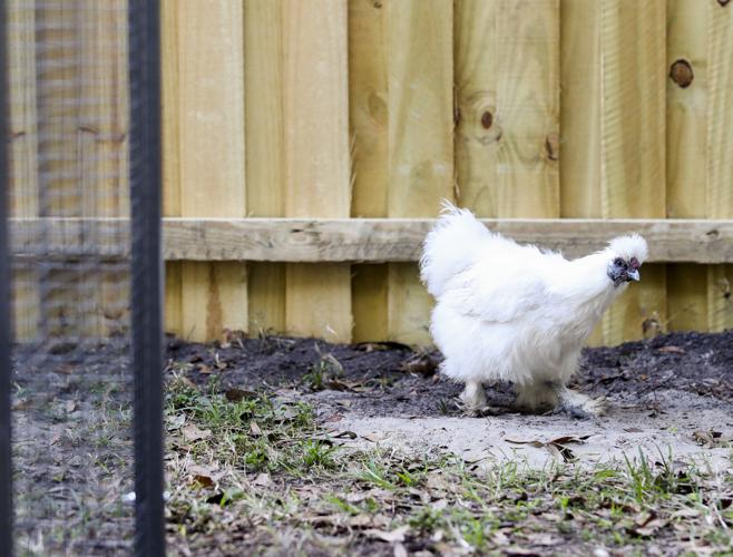 Ybor City's injured chickens have their own medical and rescue facility ...
