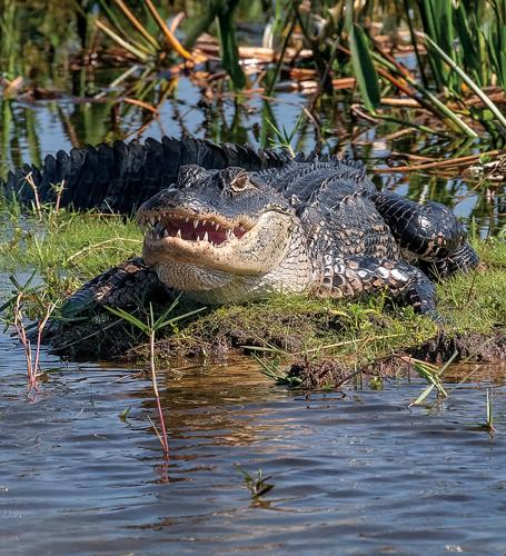Risky human behavior leads to alligator bites | Waterline | yoursun.com