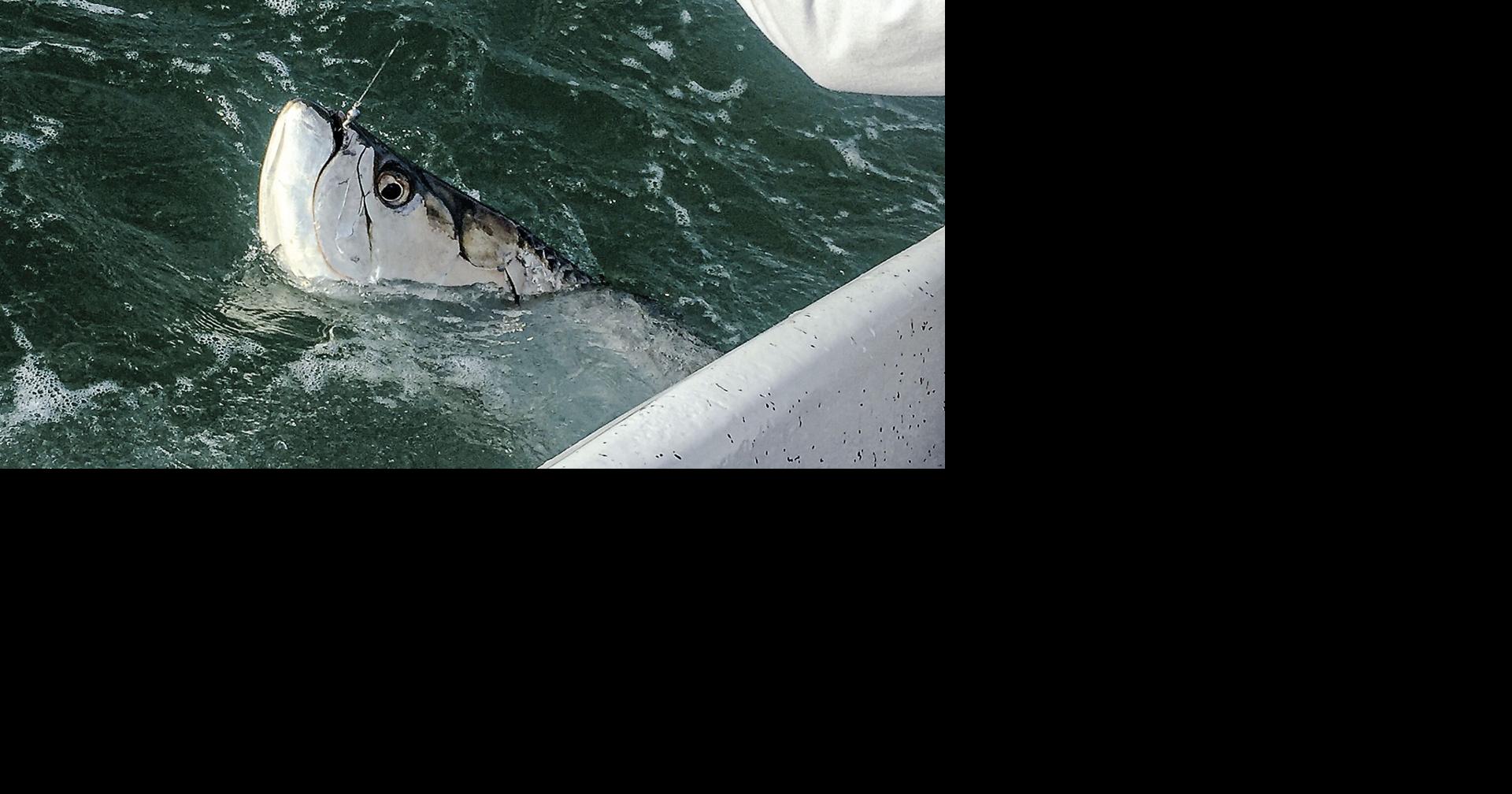 Tarpon myths and truths | Waterline | yoursun.com