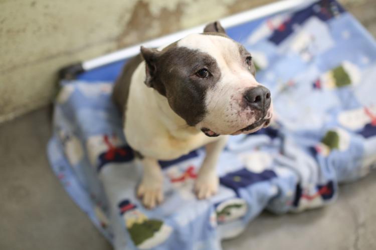 Suncoast Humane Society gets nice matching gift | The Daily Sun ...