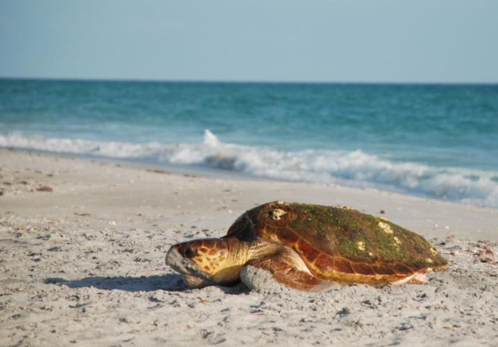Help sea turtles over the Fourth | News Archives | yoursun.com