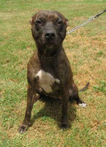 AWL PETS OF THE WEEK | News Archives | yoursun.com