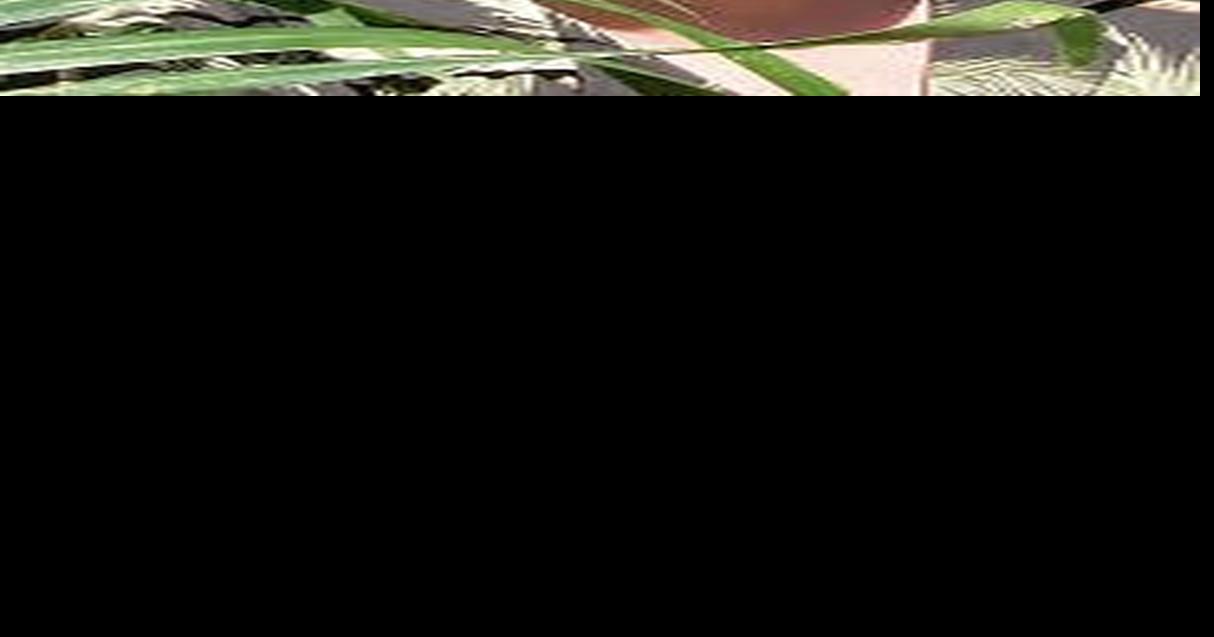 Best-selling author Tim Dorsey will speak Tuesday at SCF Venice | Arts ...