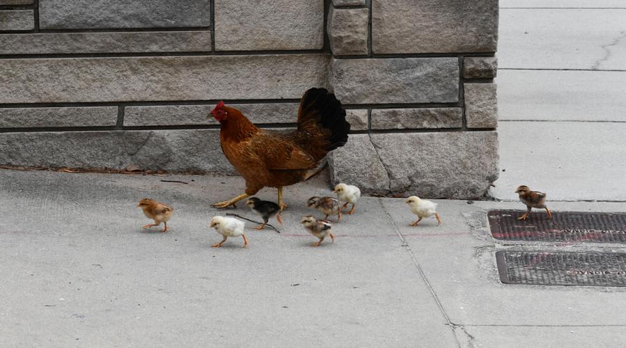 Ybor City's injured chickens have their own medical and rescue facility ...
