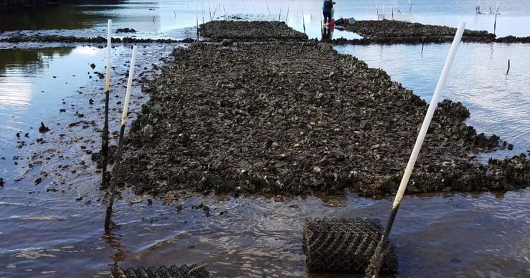 Local estuary protection program gets $75K grant from Florida DEP ...