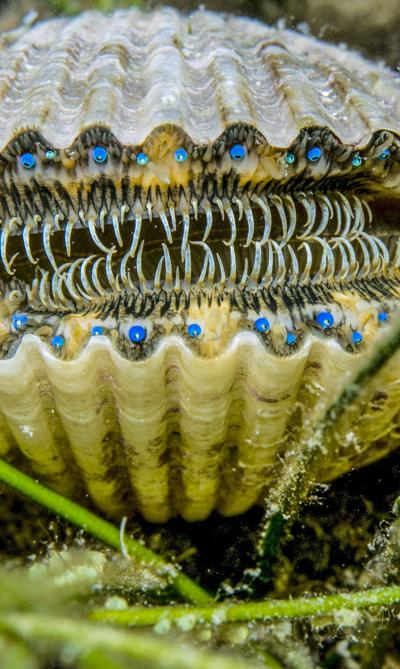 Meet the bivalves | Waterline | yoursun.com