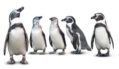 Waddle your way to The Florida Aquarium to help the penguins | Let's Go ...
