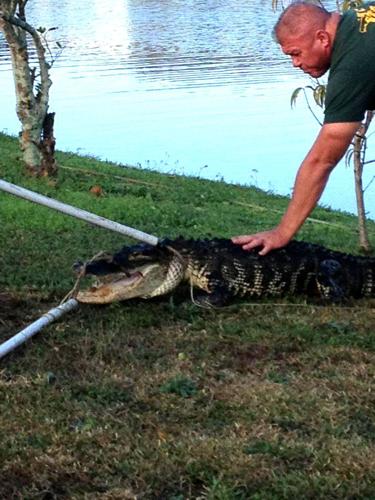 rhodesian ridgeback attacks owner