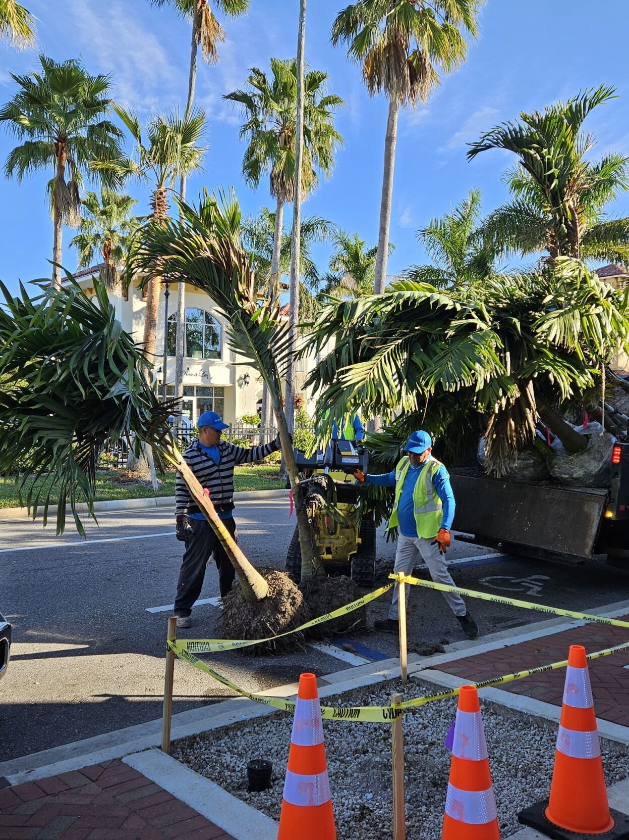 Replacement of downtown Venice trees continues | News | yoursun.com
