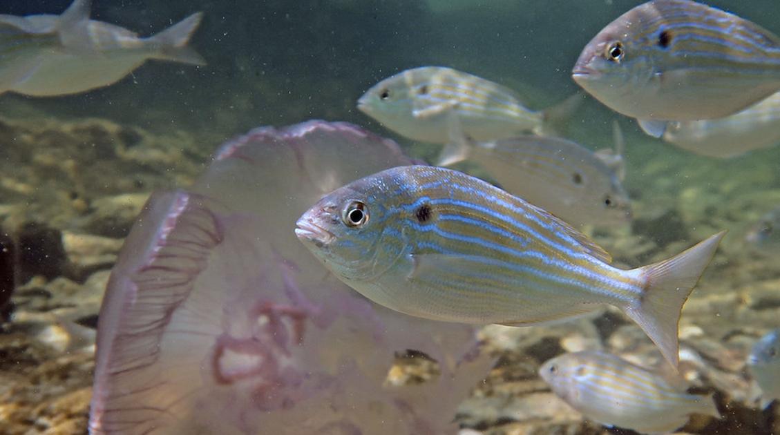 The life of a baitfish | Waterline | yoursun.com