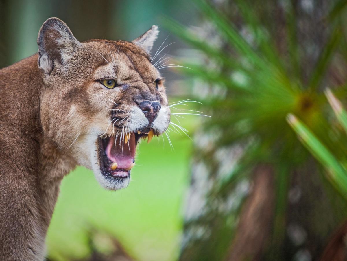 A cat by any other name: Unraveling the mystery of the Florida panther ...