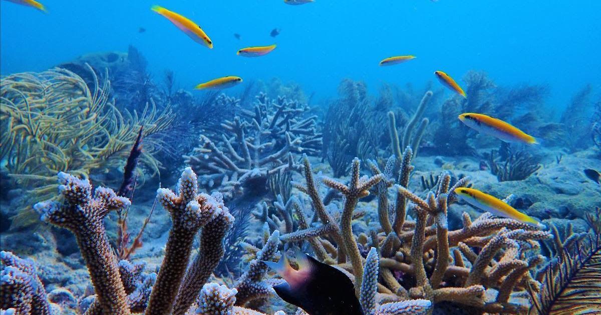 Saving Florida's coral reefs | News | yoursun.com