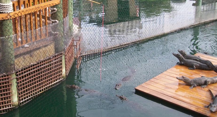 Alligators and miniature golf | Go! | yoursun.com