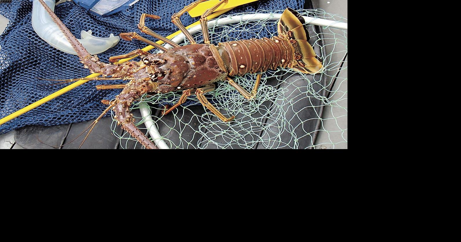 Death and lobster | Waterline | yoursun.com