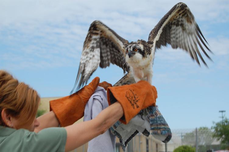 Osprey flies high after accident | News Archives | yoursun.com