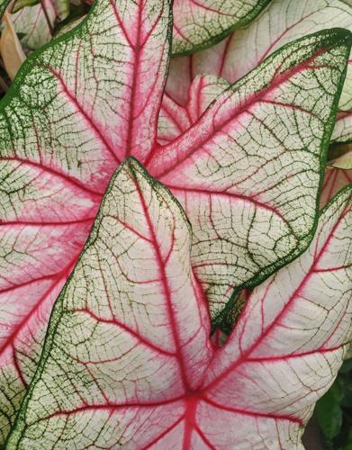 COLUMN: Smitten by caladiums – a tapestry of foliage | Port Charlotte ...