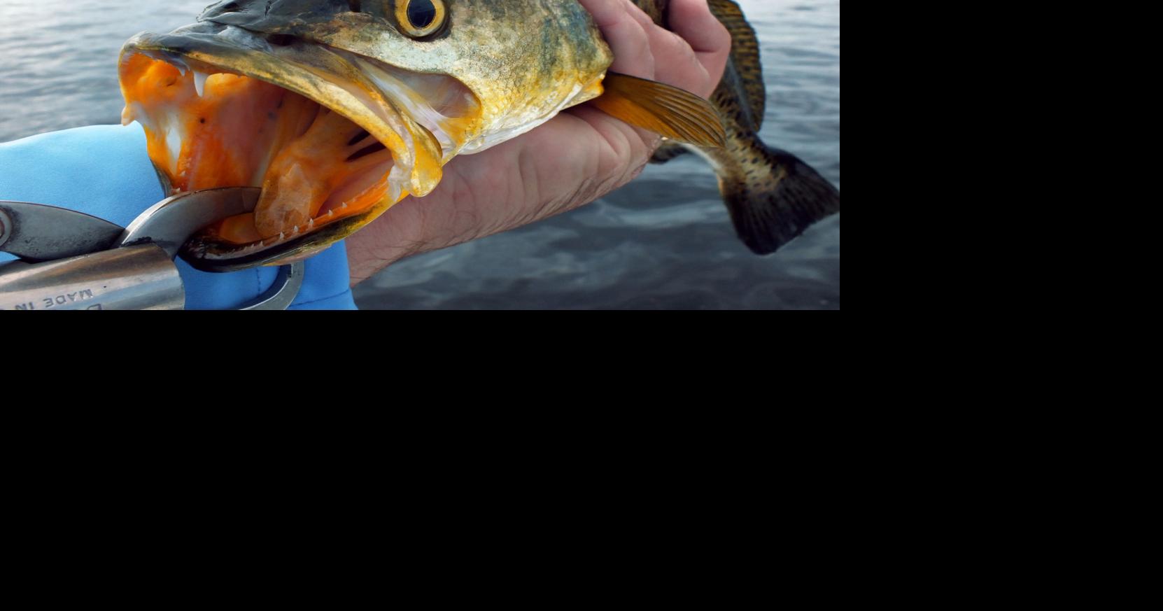 Trout bite’s on | Waterline | yoursun.com