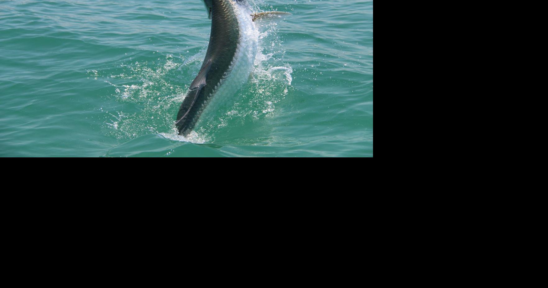 The tarpon experience | Waterline | yoursun.com