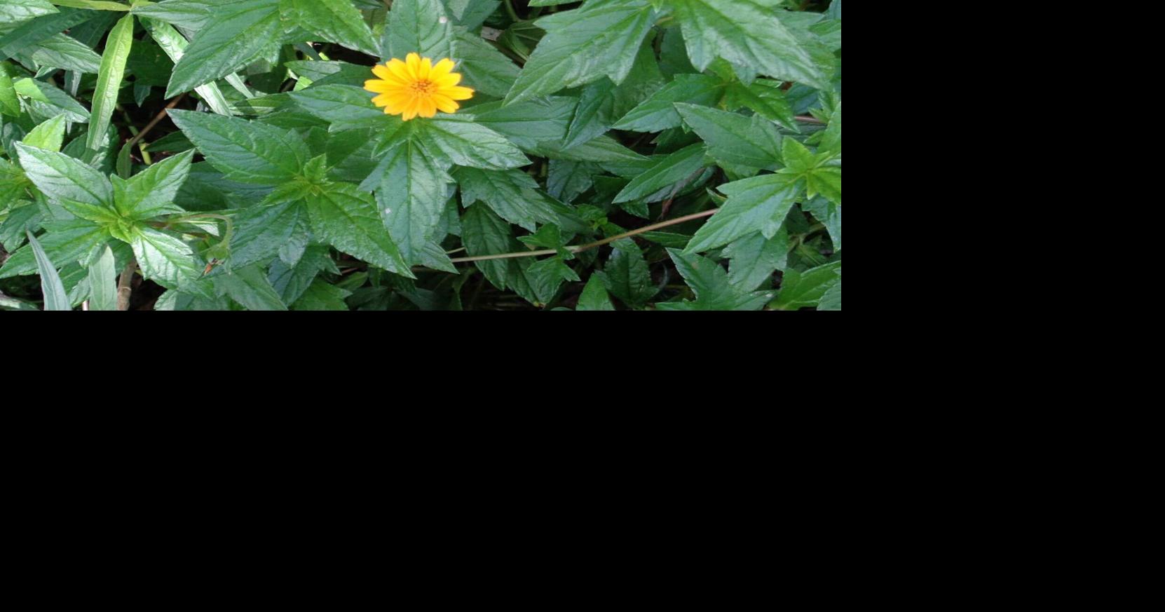 COLUMN: When a plant is too successful - Wedelia | The Daily Sun ...