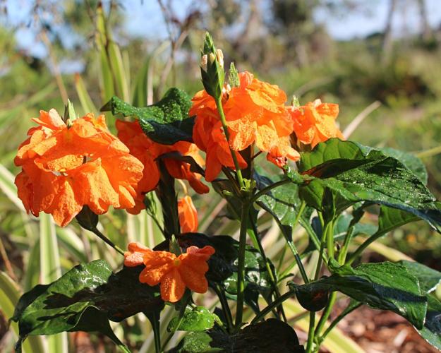 Crossandra – an explosively beautiful plant | News Archives | yoursun.com