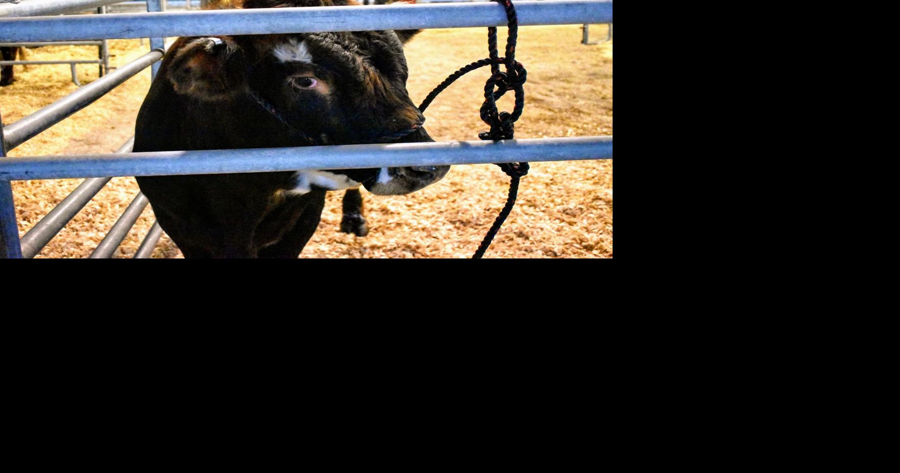 Hogs, hens, horns and hooves | Port Charlotte News | yoursun.com