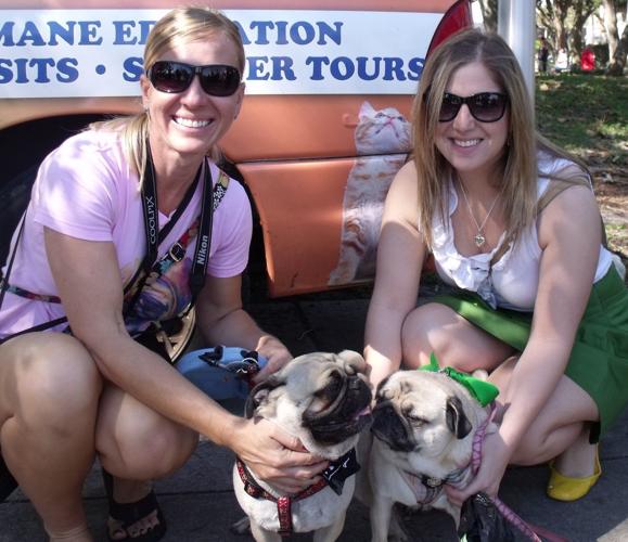 Pugs parade on St. Pat’s Day | News Archives | yoursun.com