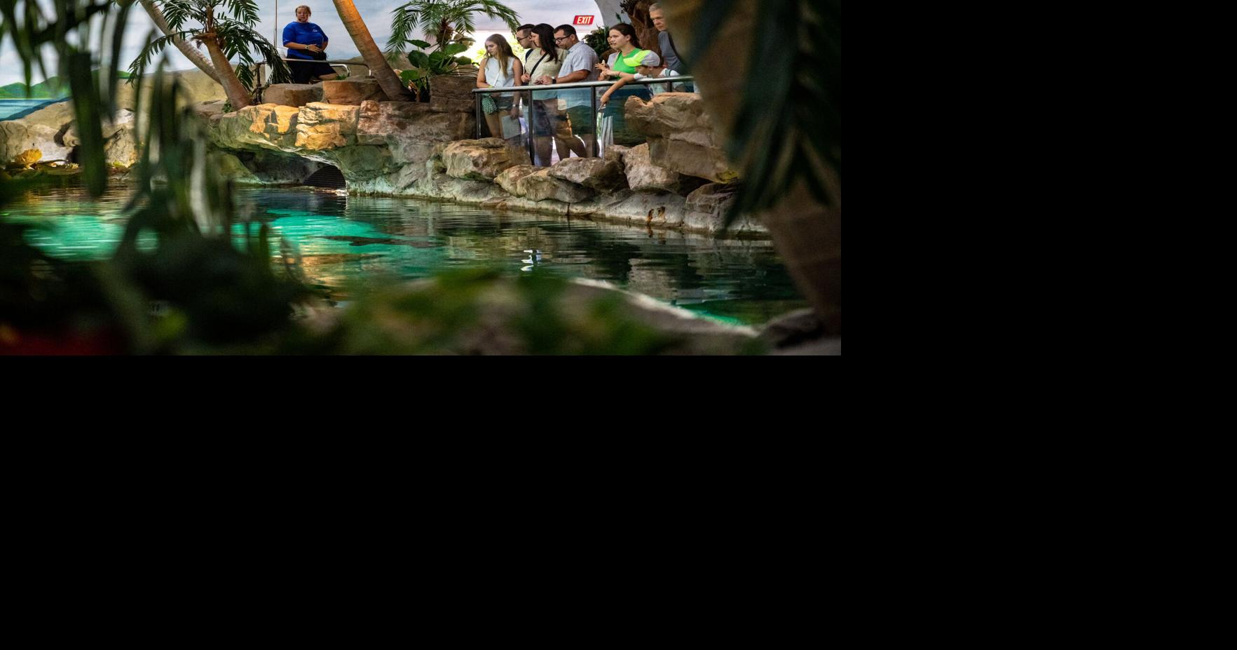 Jaw-dropping adventures as SeaWorld’s 'Ultimate Shark Experience' | Go ...