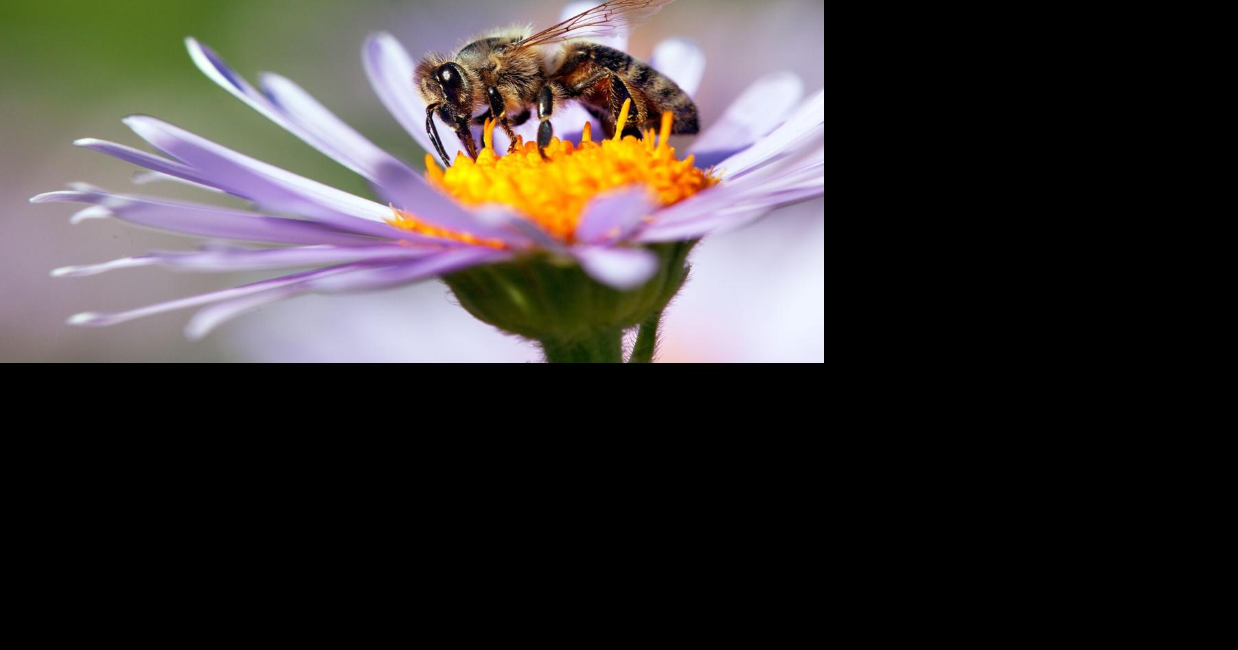 How to bring beneficial bees back | Feeling Fit | yoursun.com