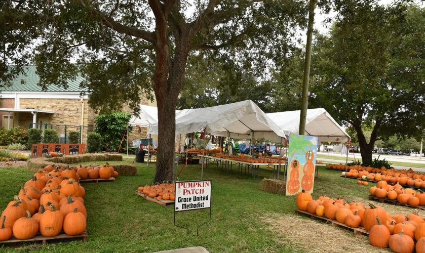 Pumpkin Patch time | News Archives | yoursun.com