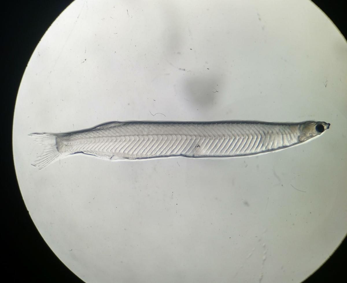 Scientists working to help fish thrive | News | yoursun.com