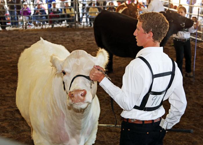 Charlotte Fair Steer show takes place | News Archives | yoursun.com