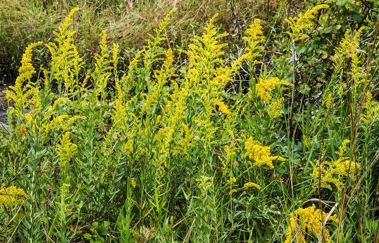 Gorgeous goldenrods | Daily Break | yoursun.com